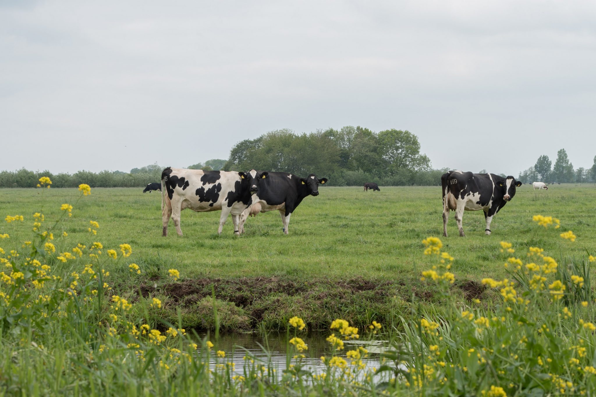 Vergunning voor Verveka in Hoornaar ligt klaar - OZHZ